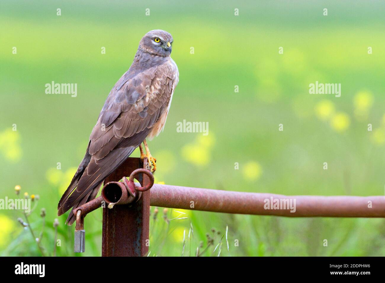 montague's harrier (Circus pygargus), subadult male perching on a rusty ...