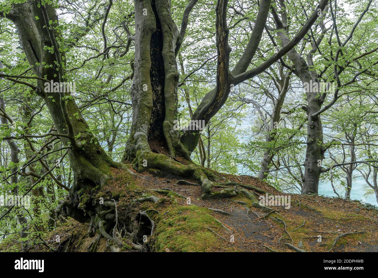 common beech (Fagus sylvatica), beech forest at the chalk coast of ...