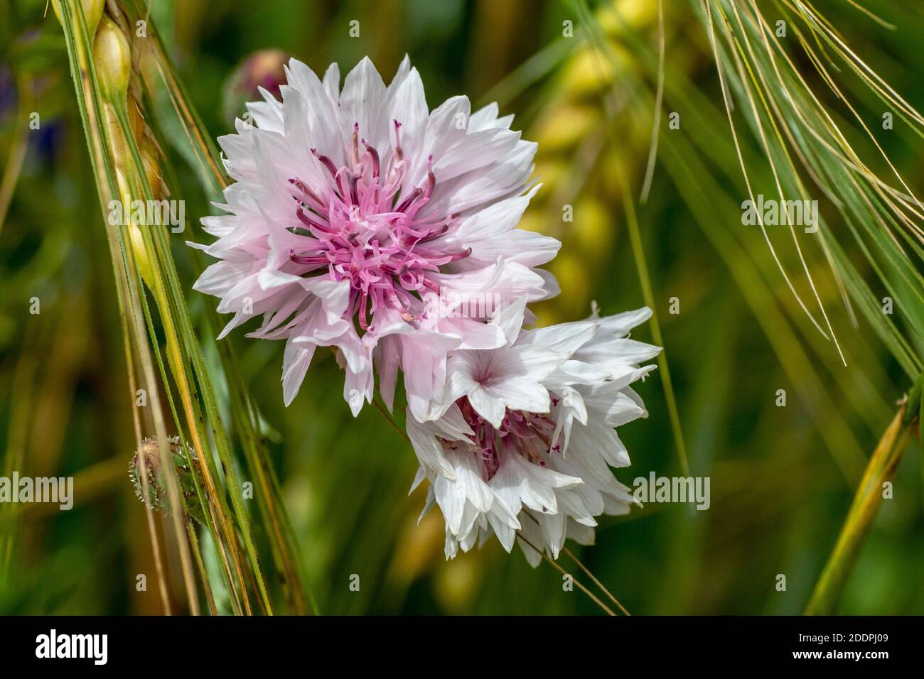 White cornflower hi-res stock photography and images - Alamy