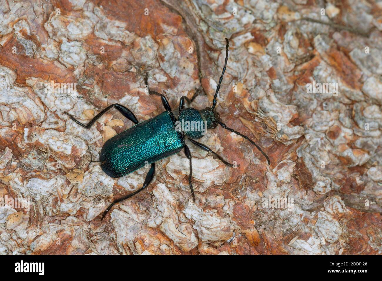 Violet tanbark beetle, Longhorn beetle, Long-horned beetle (Callidium ...