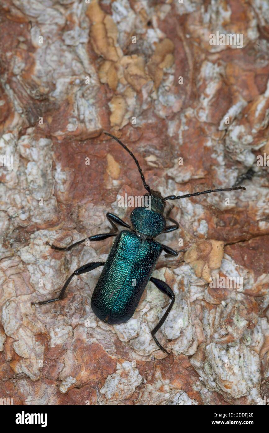 Violet tanbark beetle, Longhorn beetle, Long-horned beetle (Callidium ...