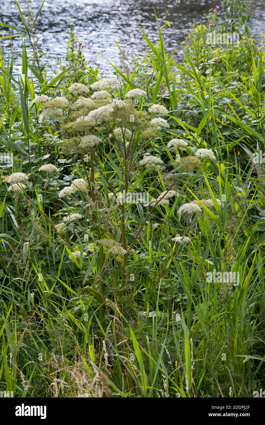 Wild angelica (Angelica sylvestris), blooming, Germany Stock Photo - Alamy
