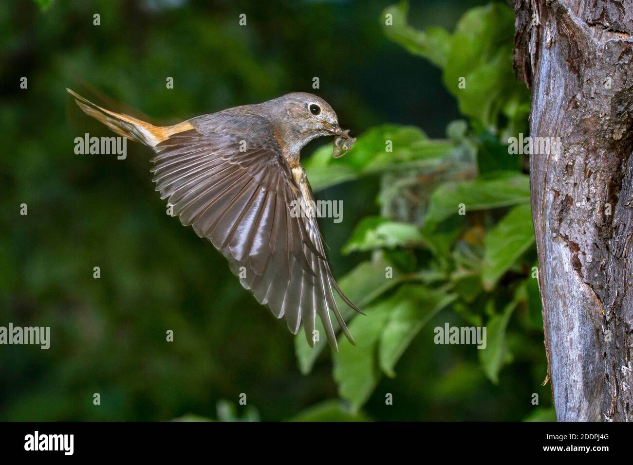 common redstart (Phoenicurus phoenicurus), female in flight, Germany ...