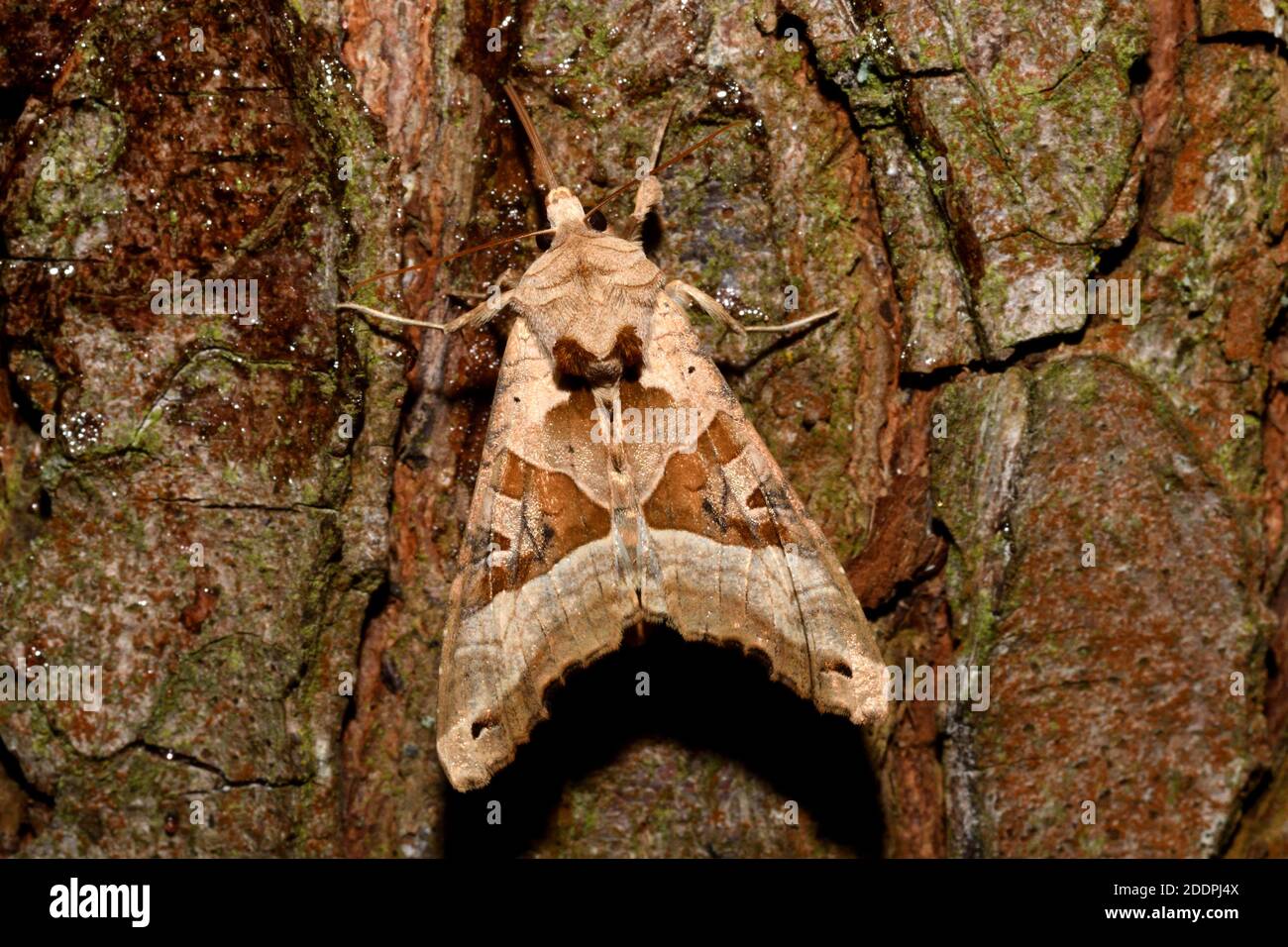 Angle Shades (Phlogophora meticulosa, Trigonophora meticulosa ...