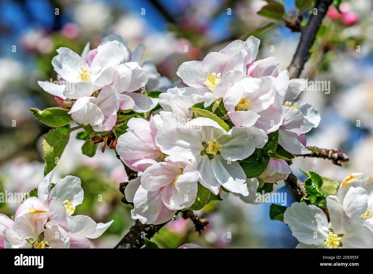 apple tree (Malus domestica), blooming apple tree, Germany, Baden ...