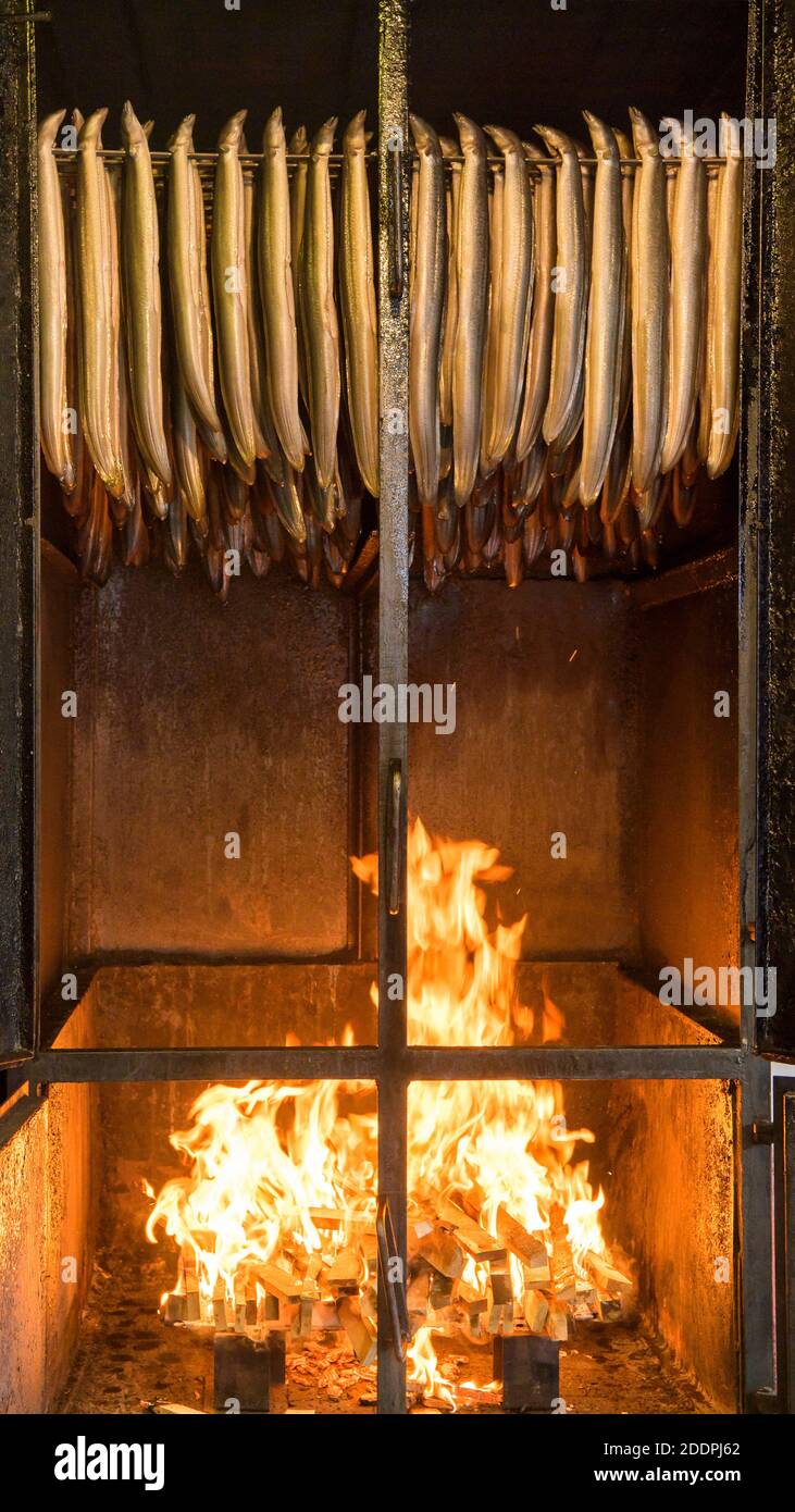 Freshwater eel hi-res stock photography and images - Alamy