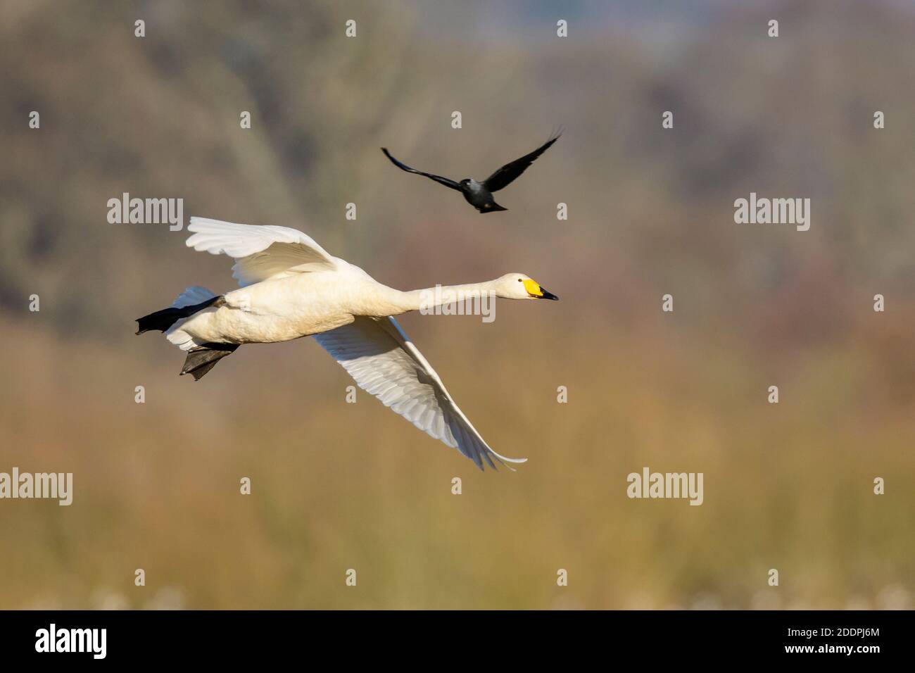 Cisne volando hi-res stock photography and images - Alamy