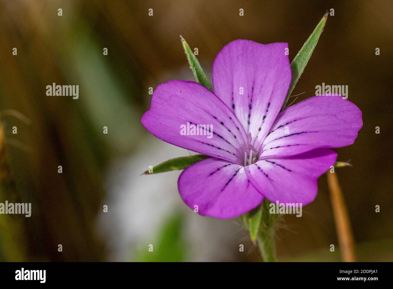 Common corncockle, Common corn-cockle, Corncockle, Corn cockle ...