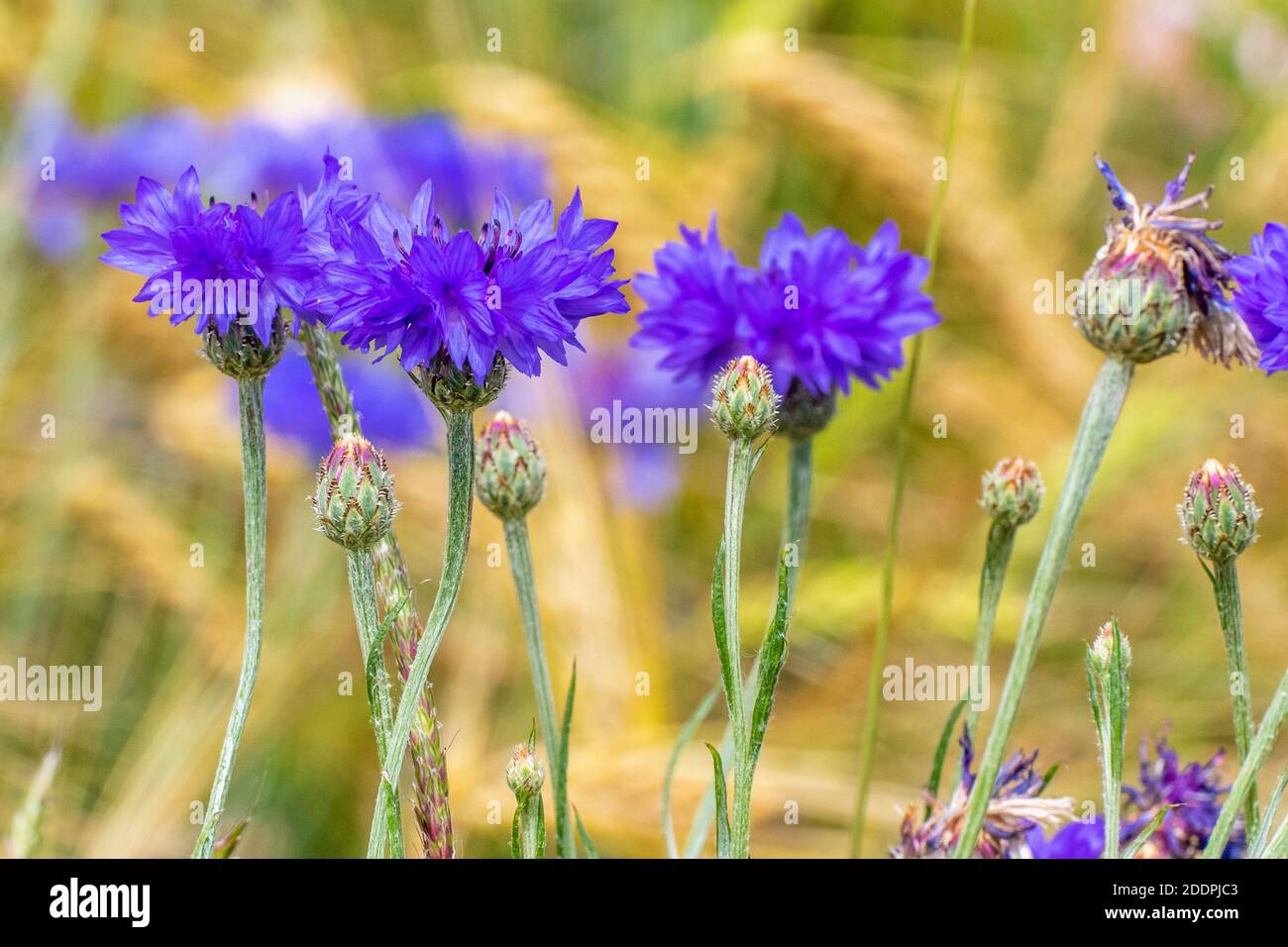 Bachelors buttons cornflowers hi-res stock photography and images - Alamy