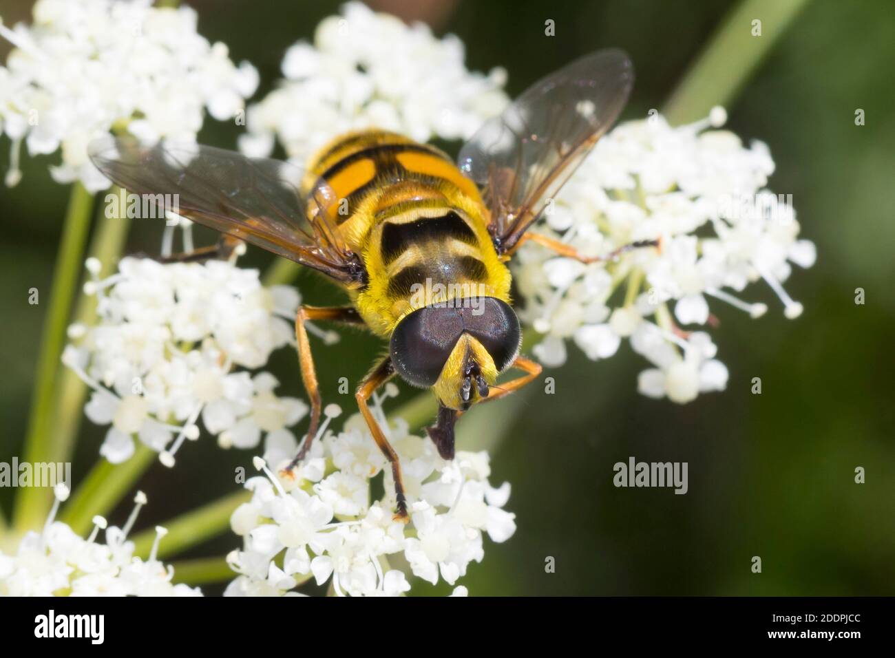 Deathskull flies hi-res stock photography and images - Alamy