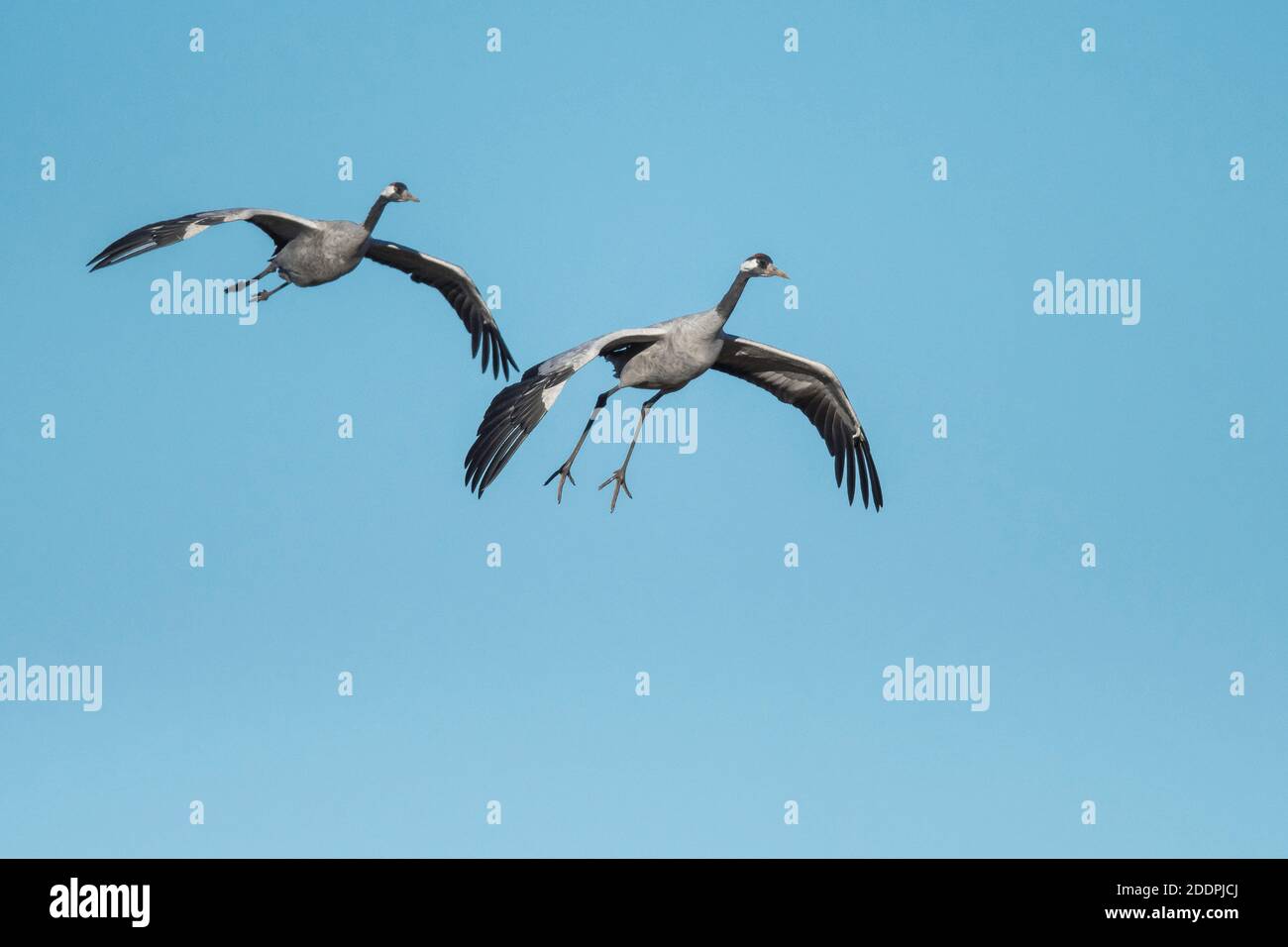 Common crane, Eurasian Crane (Grus grus), two cranes in flight, Sweden ...