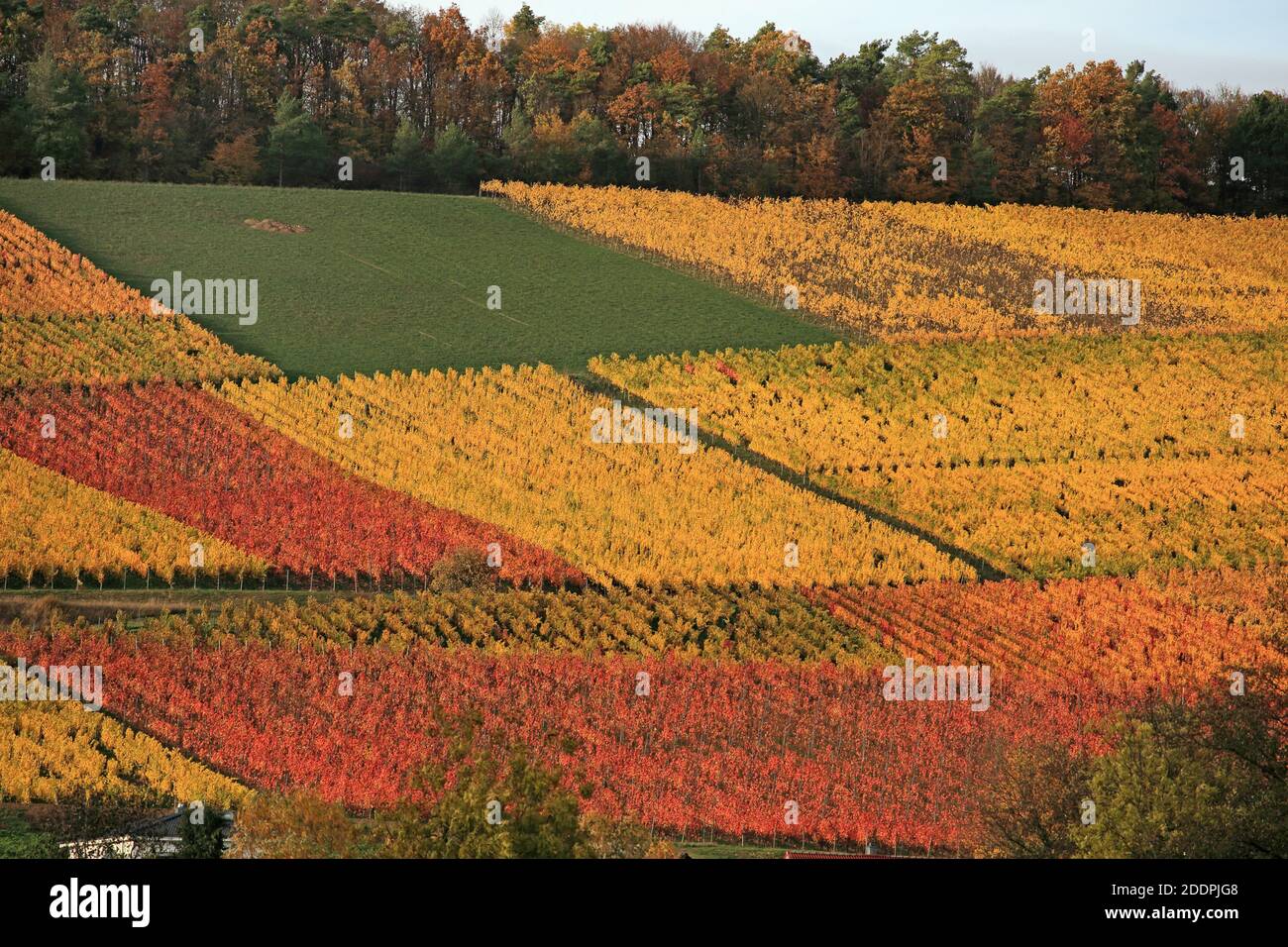 Tauber valley vineyard hi-res stock photography and images - Alamy