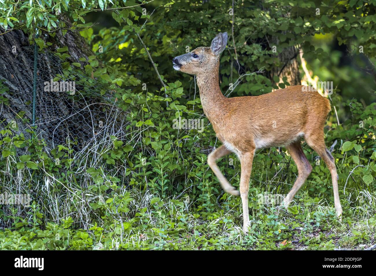 roe deer (Capreolus capreolus), fawn, side view, Germany, Baden ...