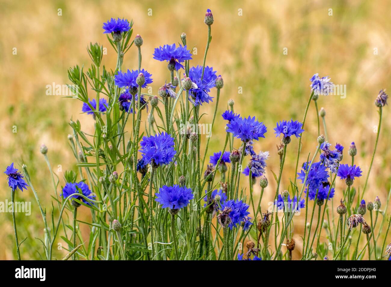 Bachelors buttons cornflowers hi-res stock photography and images - Alamy