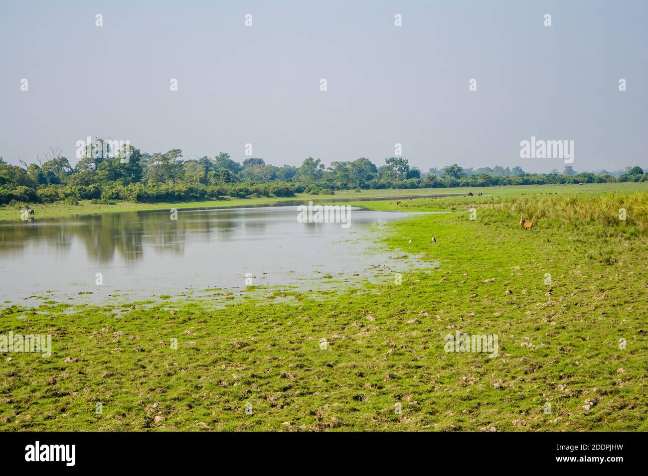 Landscape of lake and river in the morning time with fog at Kaziranga ...