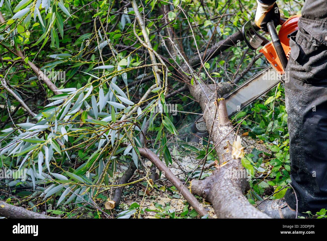 A tree at work up a tree is cutting a tree branch using a chainsaw on ...