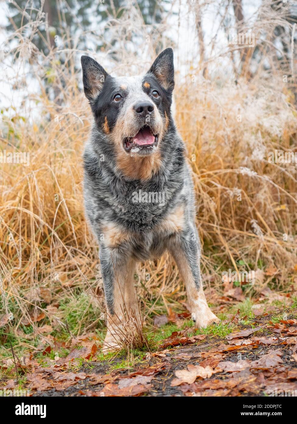 Fall portrait of Australian cattle dog. Muscle grey dog in morning ...
