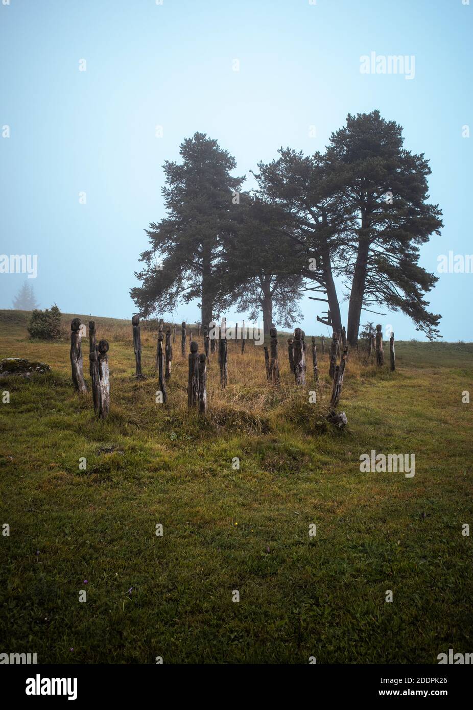 Feld tree hi-res stock photography and images - Alamy