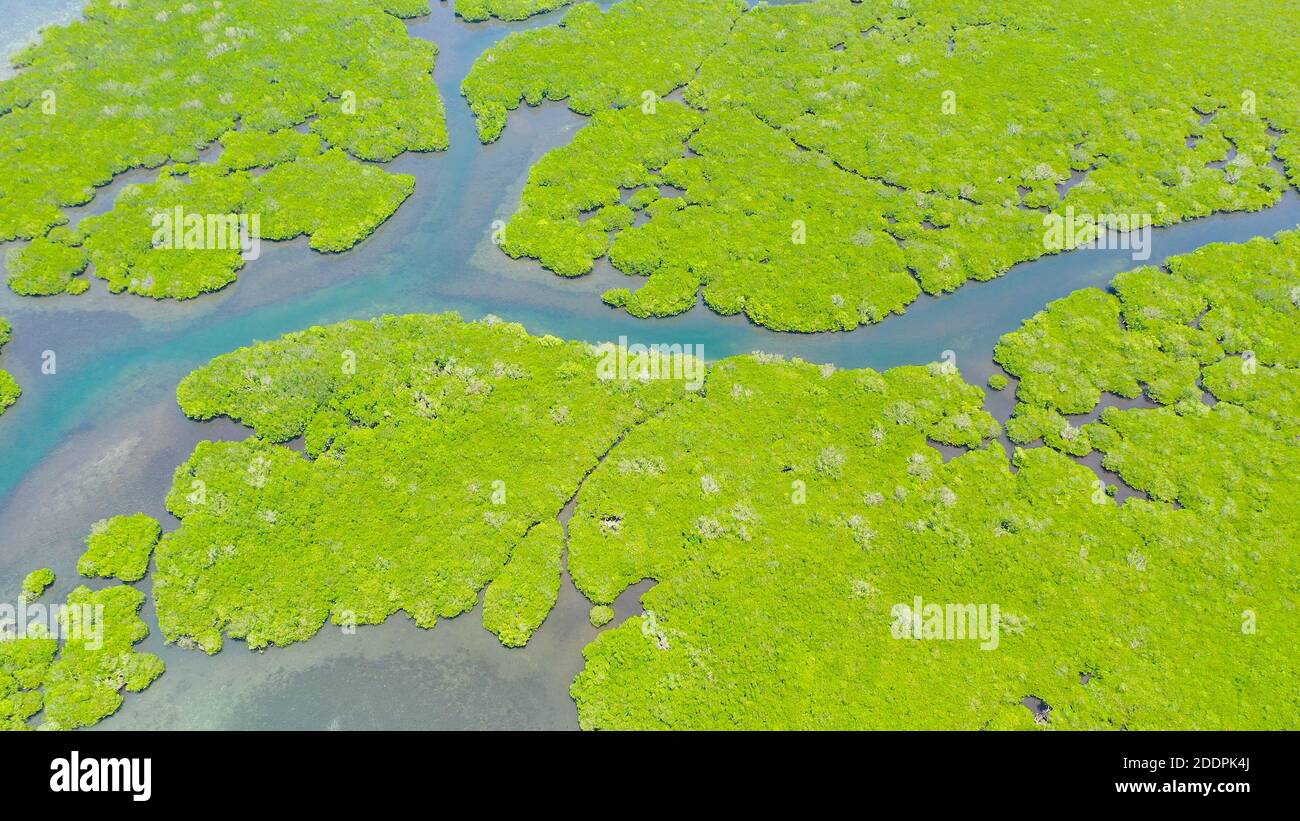 Mangrove trees in the water on a tropical island. An ecosystem in the ...