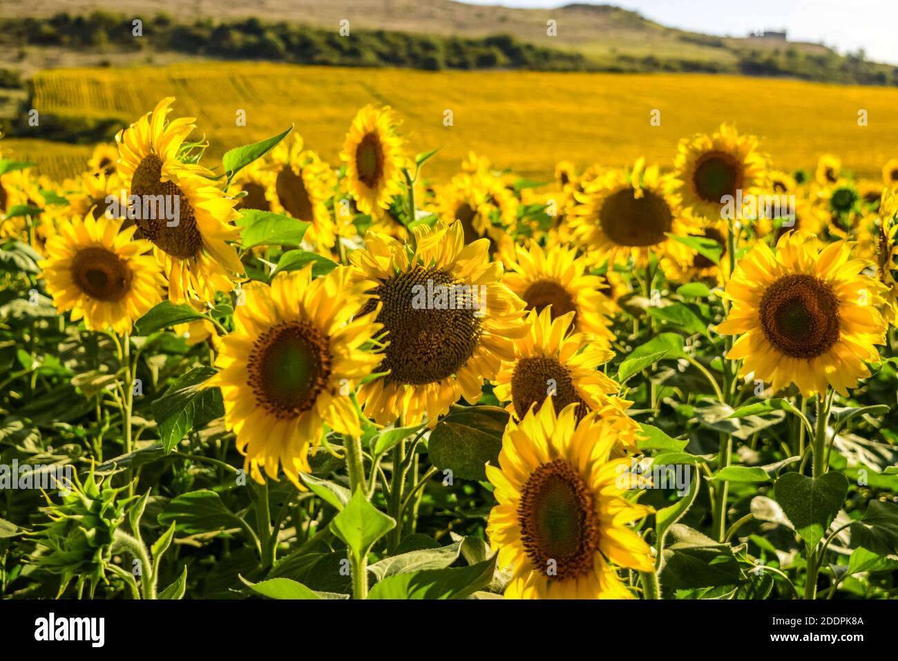 Farm sunflower hi-res stock photography and images - Alamy