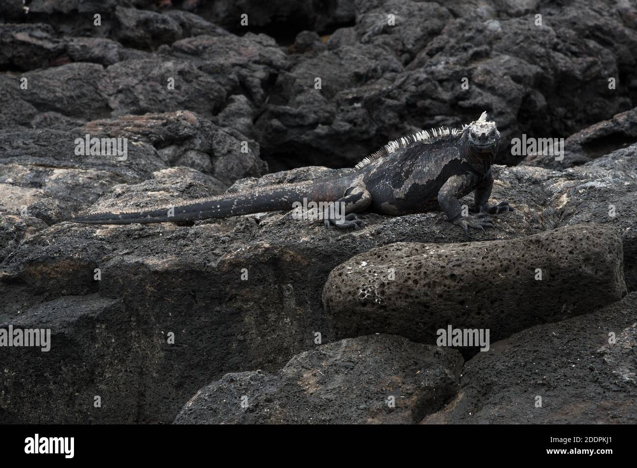 Marine iguana walking on the rocky lava shore of Egas Port at Santiago ...