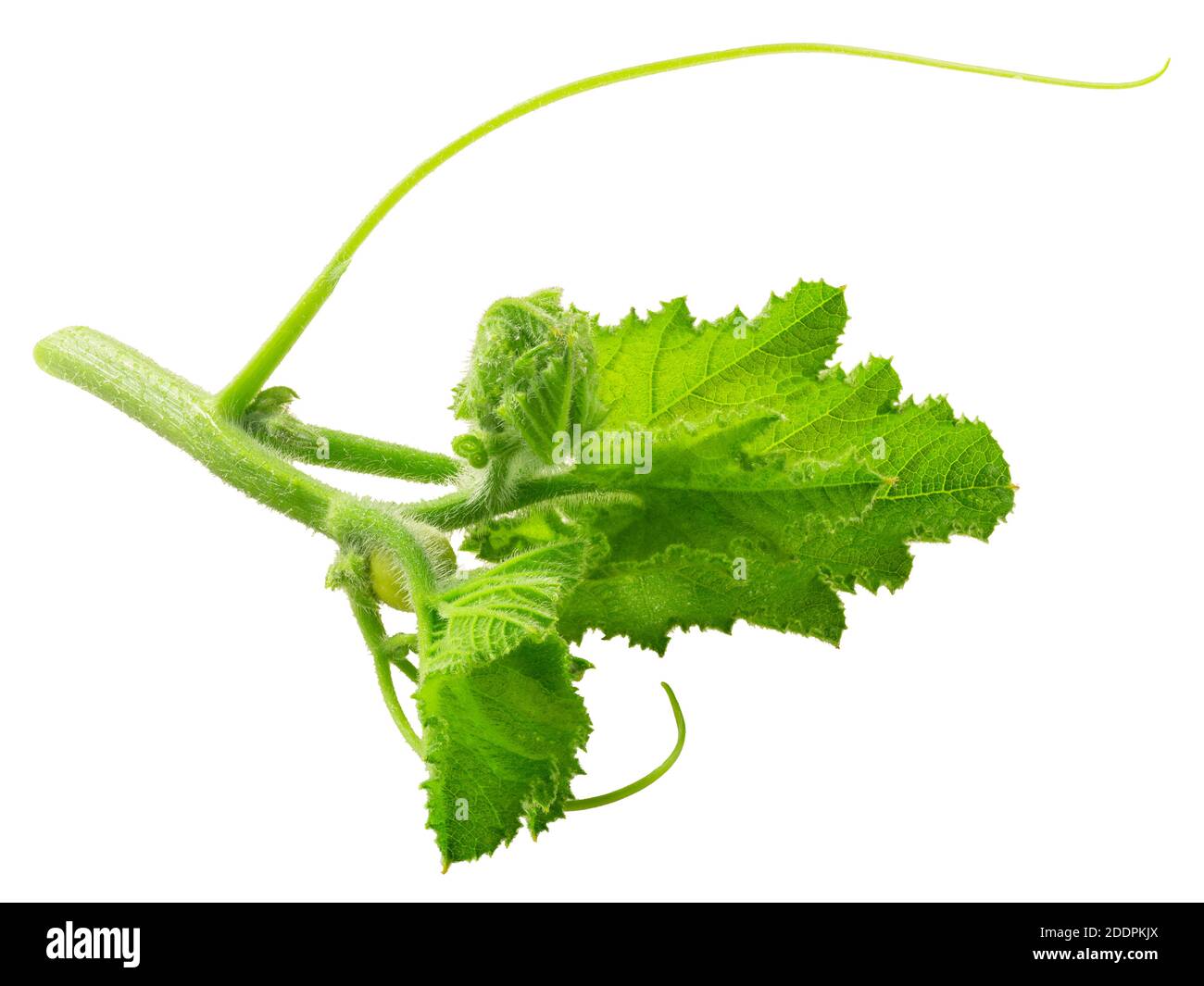 Edible immature squash pumpkin shoot (Cucurbita pepo) isolated Stock ...