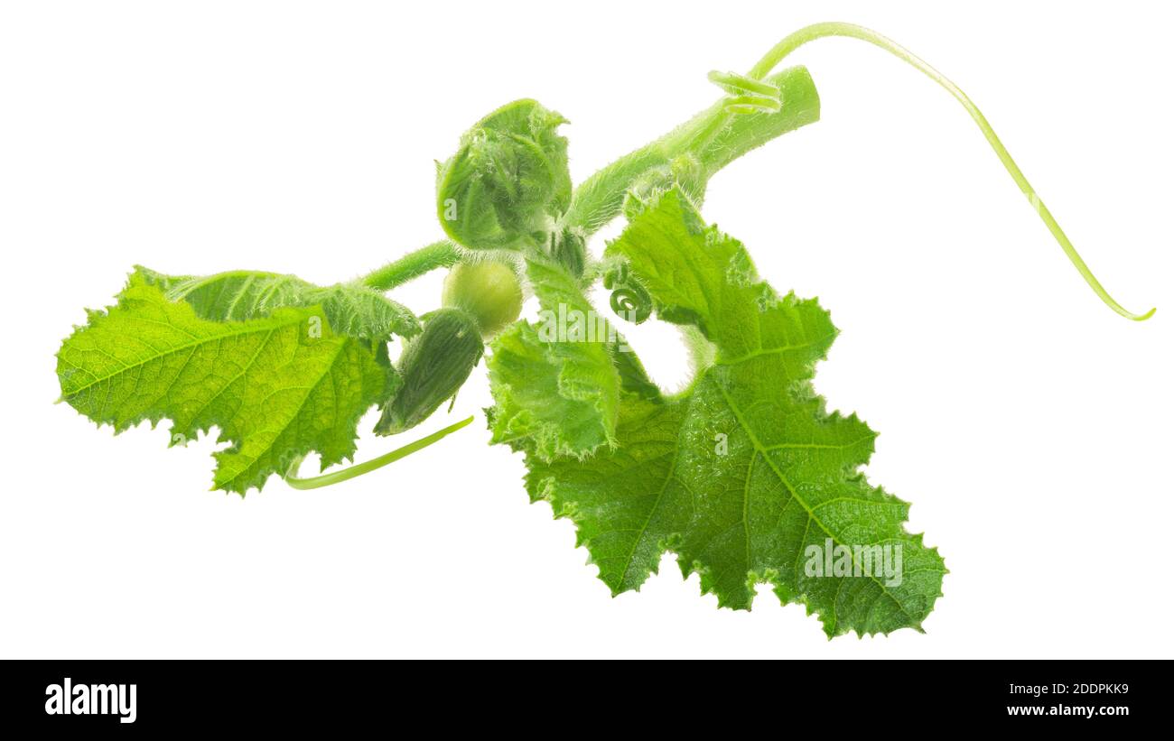 Edible immature squash pumpkin shoot (Cucurbita pepo) isolated Stock ...