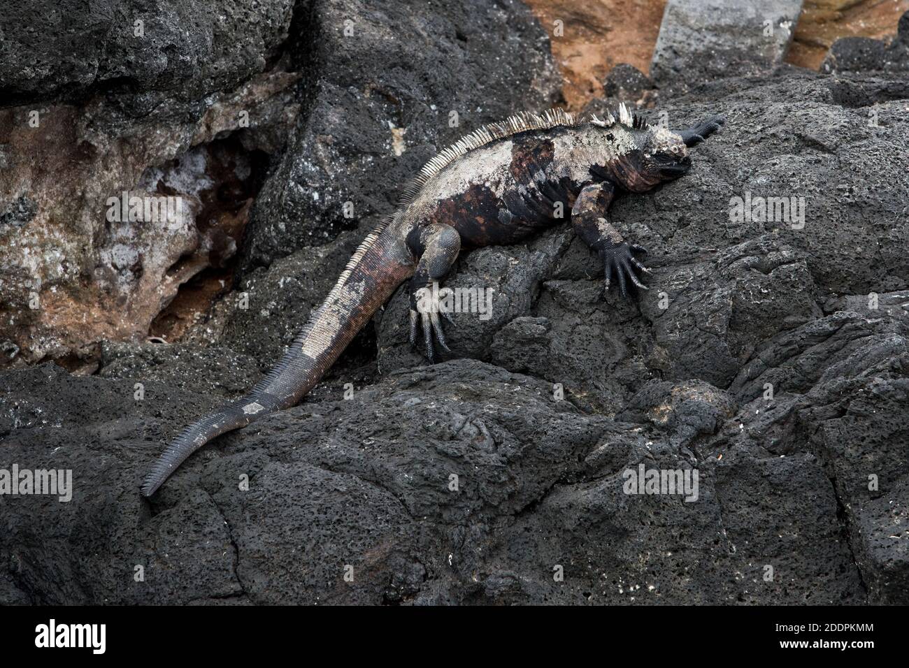Marine iguana walking on the rocky lava shore of Egas Port at Santiago ...