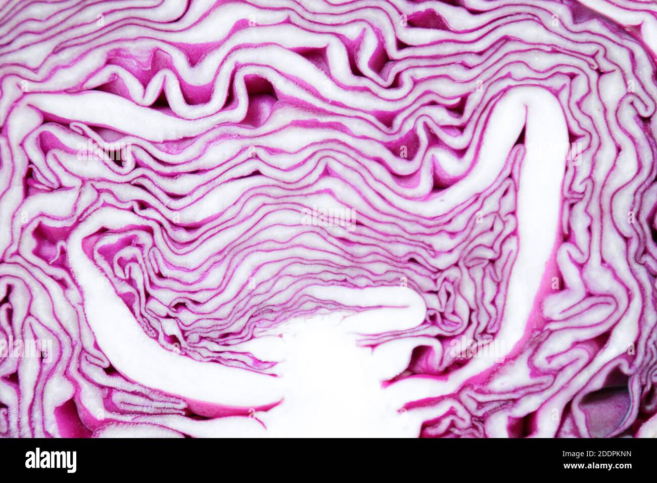 Cabbage pictures hi-res stock photography and images - Alamy