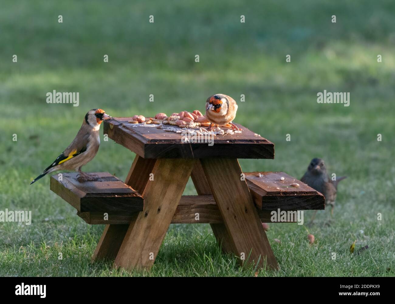 Picnic table bird feeder hi-res stock photography and images - Alamy