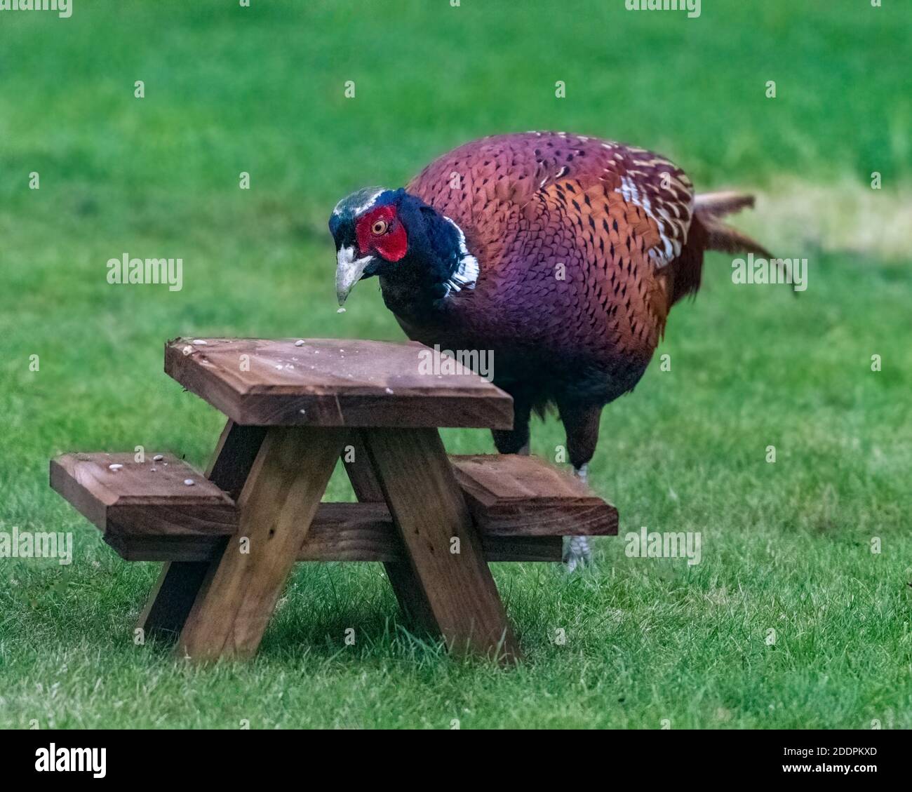 Female pheasant from natural hi-res stock photography and images - Alamy