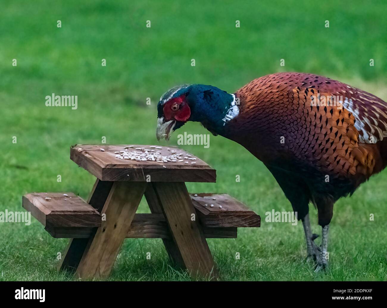 Pheasant feeder hi-res stock photography and images - Alamy