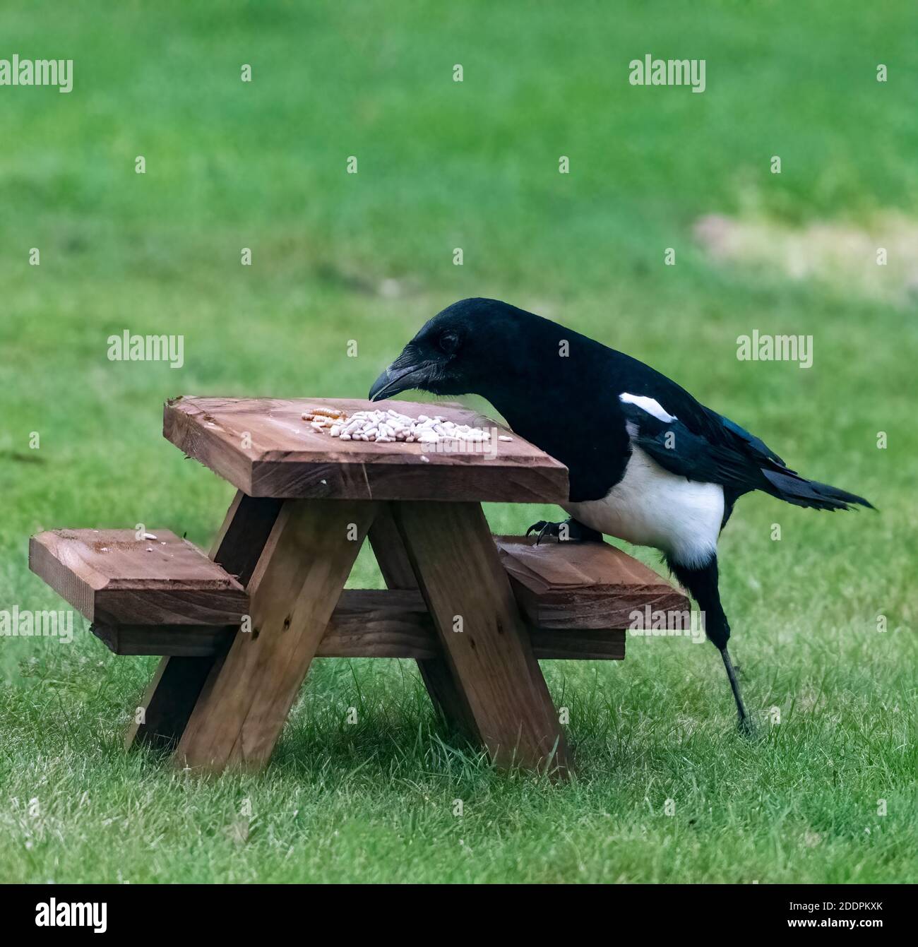 Magpie feeding from miniature wooden picnic table Stock Photo - Alamy