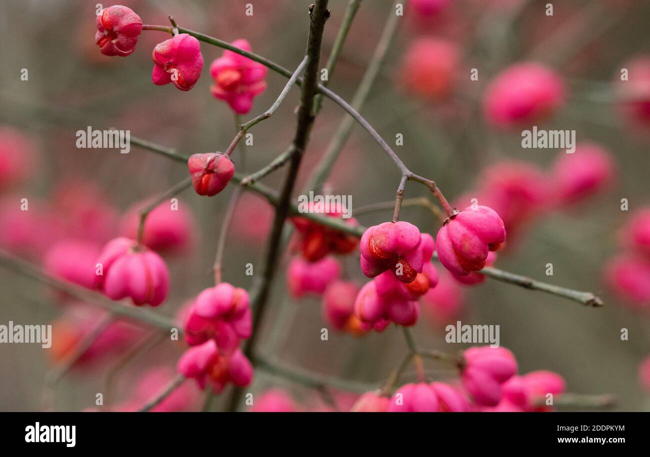 Spindleberry hi-res stock photography and images - Alamy