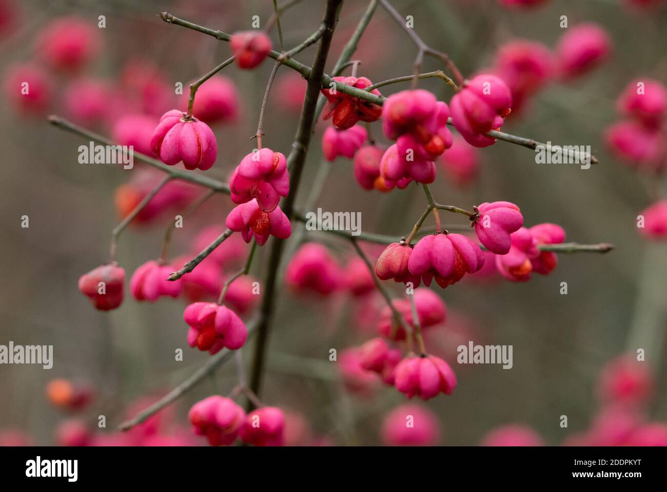 Spindleberry hi-res stock photography and images - Alamy