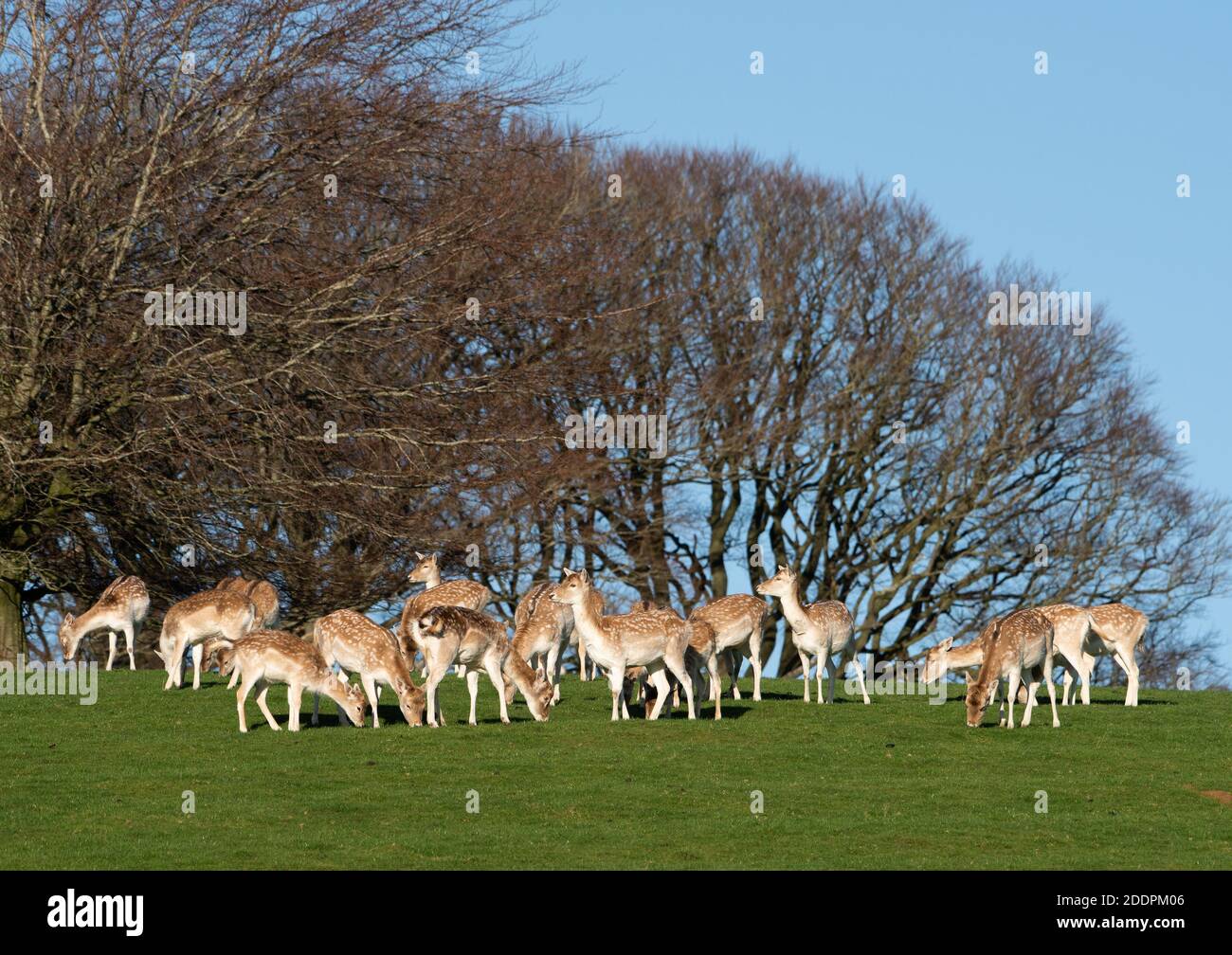 Fallow deer dama herd hi-res stock photography and images - Alamy