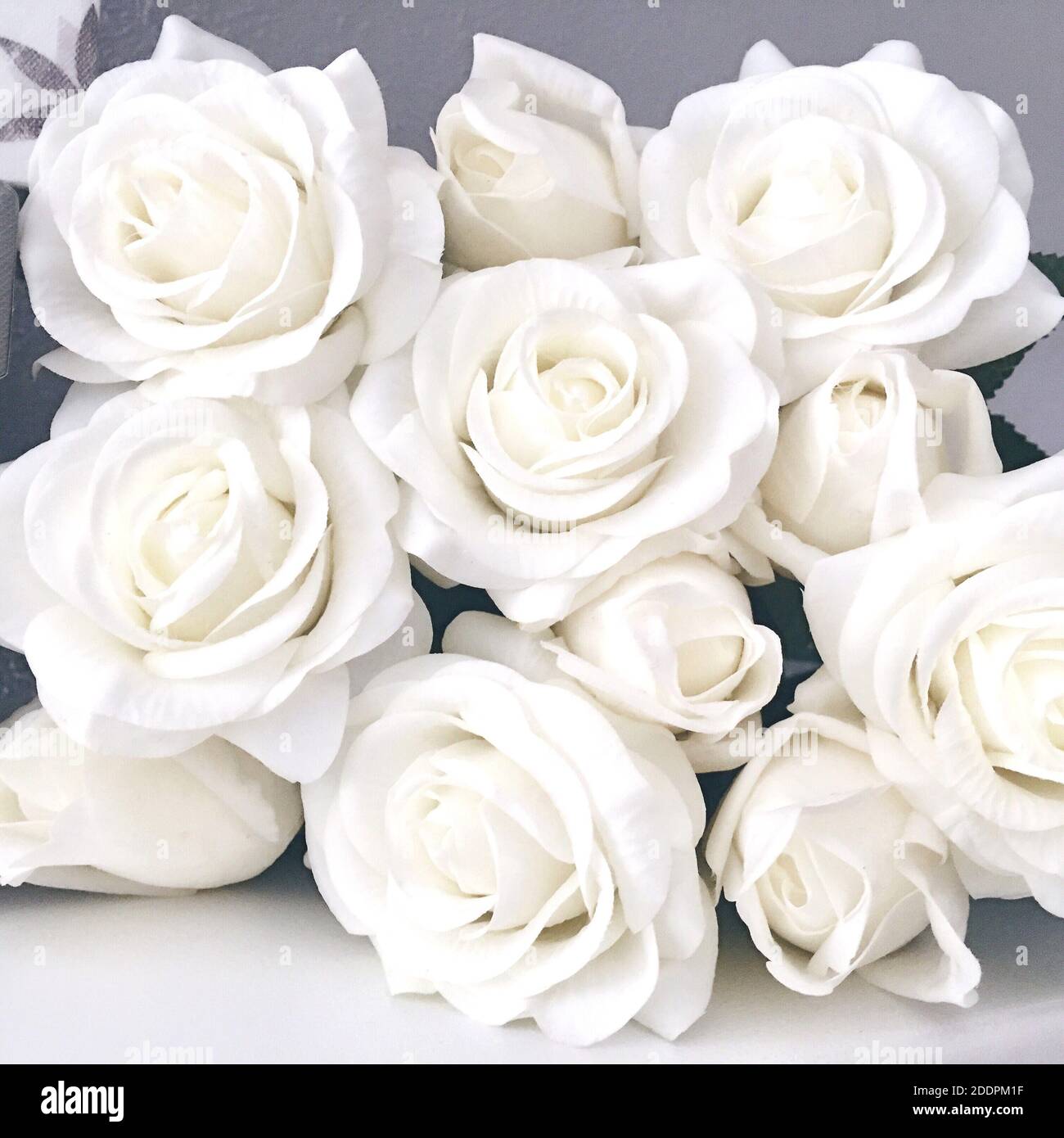 Rose forming plant hi-res stock photography and images - Alamy