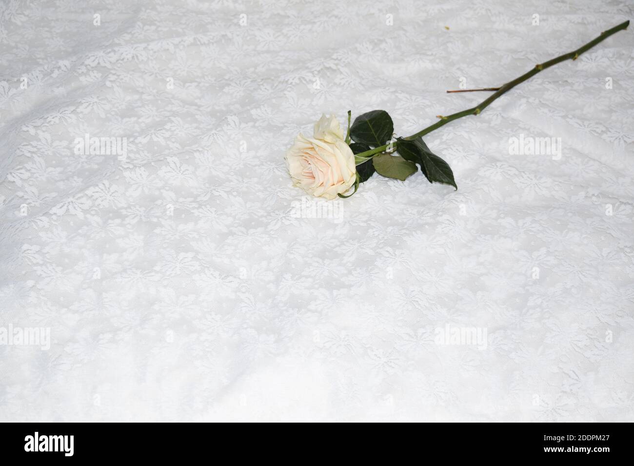 Lying rose petals hi-res stock photography and images - Alamy