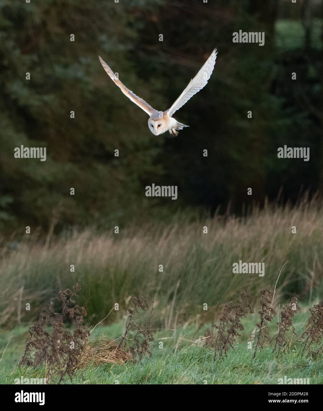 A Barn Owl hunting, Whitewell, Clitheroe, Lancashire Stock Photo - Alamy