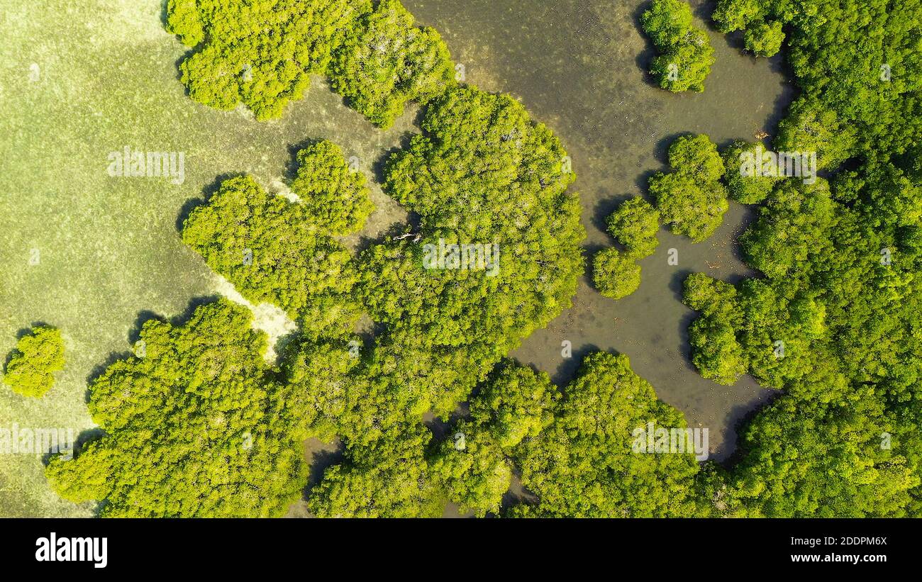 Mangrove trees in the water on a tropical island. An ecosystem in the ...