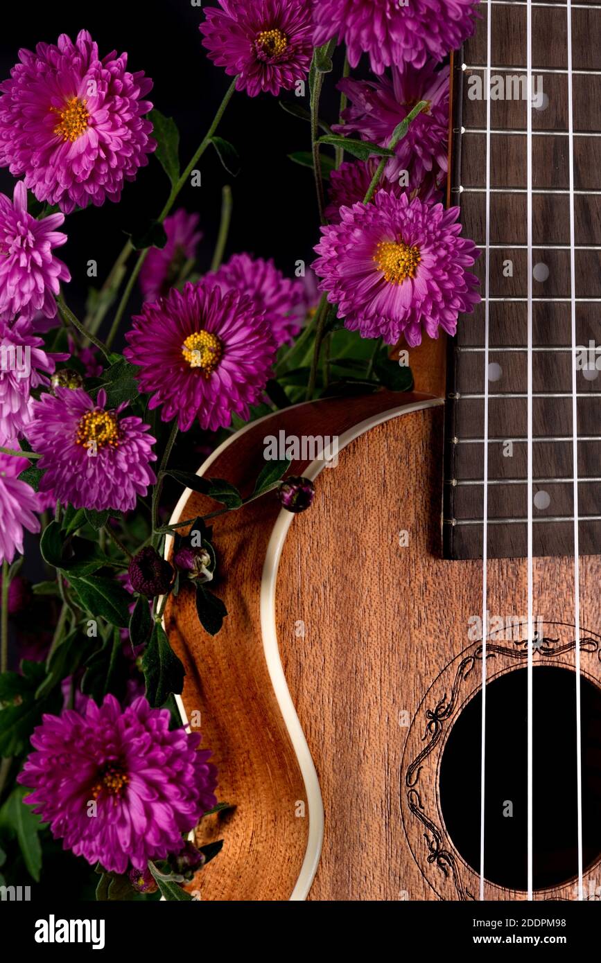 Brown guitar ukulele front view closeup magenta flowers black ...