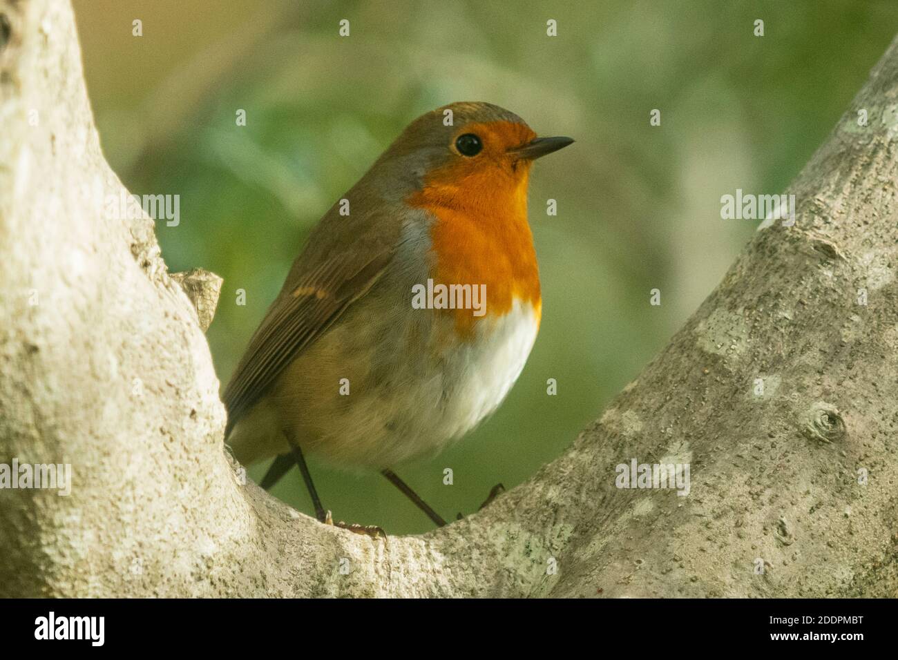 Framed robin hi-res stock photography and images - Alamy
