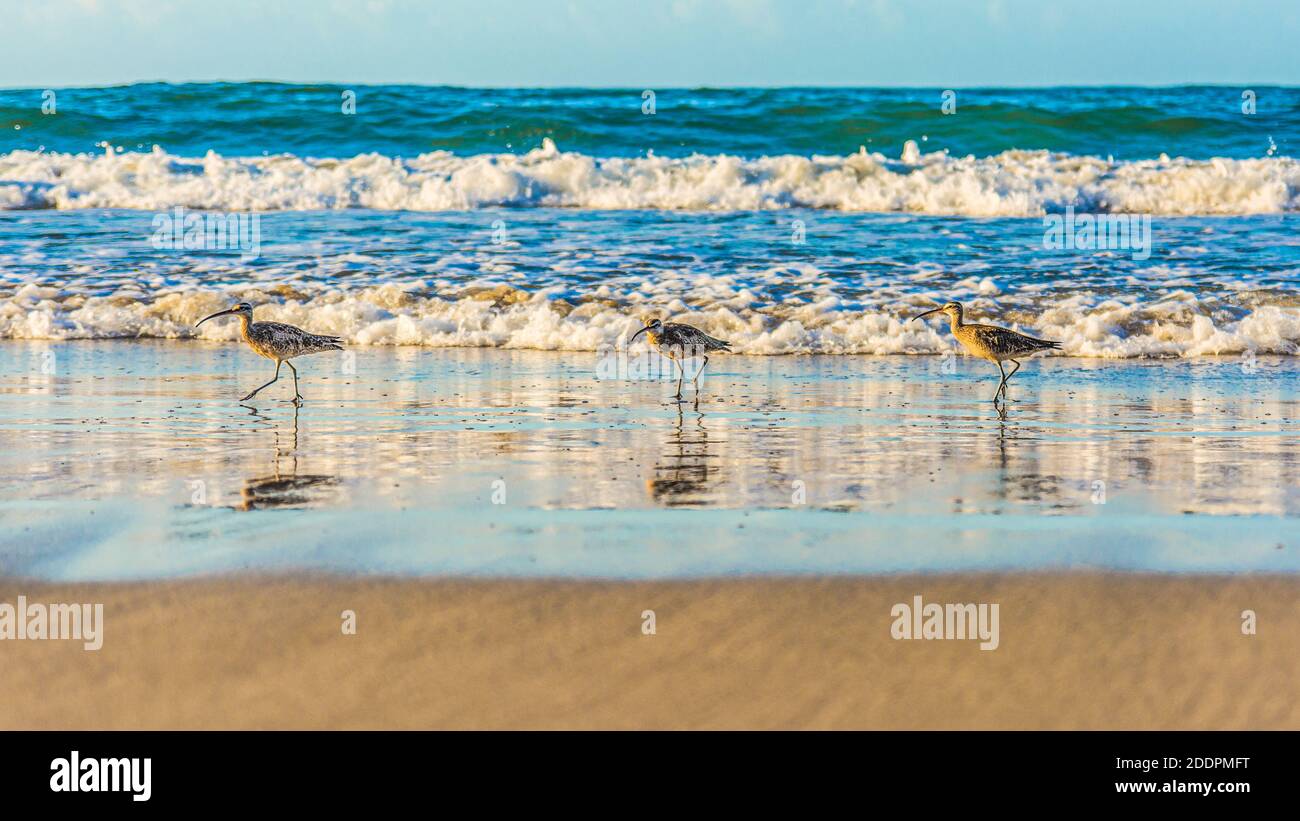 Bahamas birds hi-res stock photography and images - Alamy