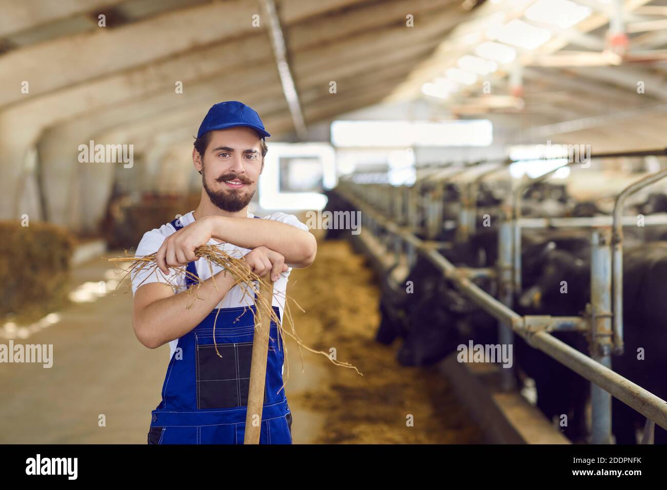 The cattle raising farmer hi-res stock photography and images - Alamy