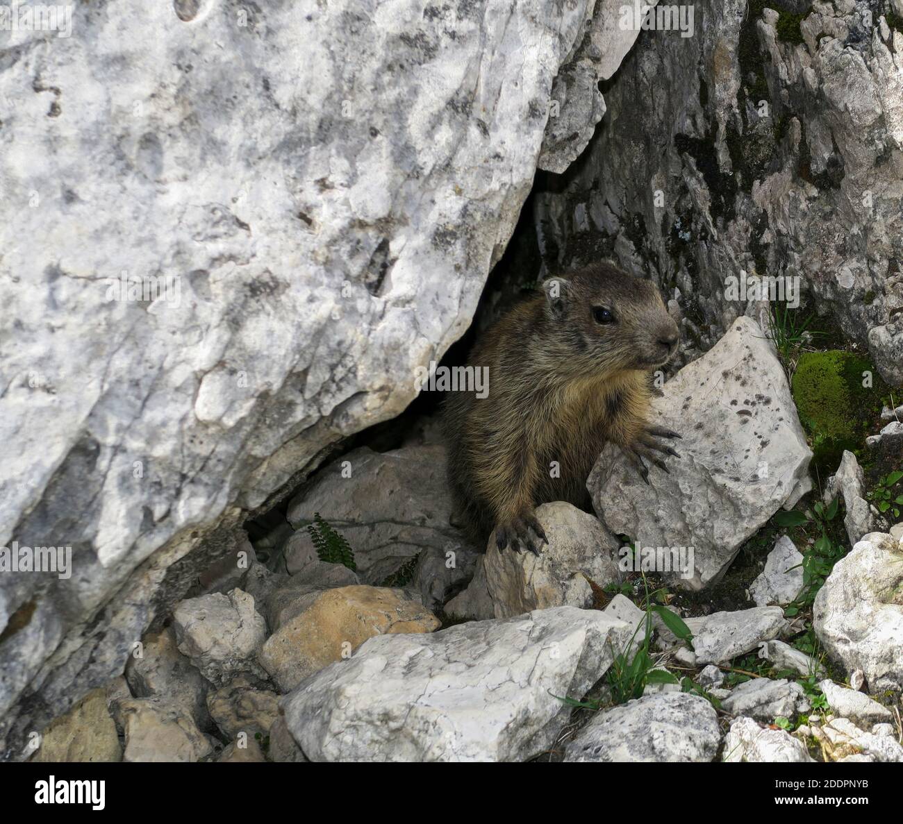 A marmot leaving its rock burrow in the mountain alps Stock Photo - Alamy