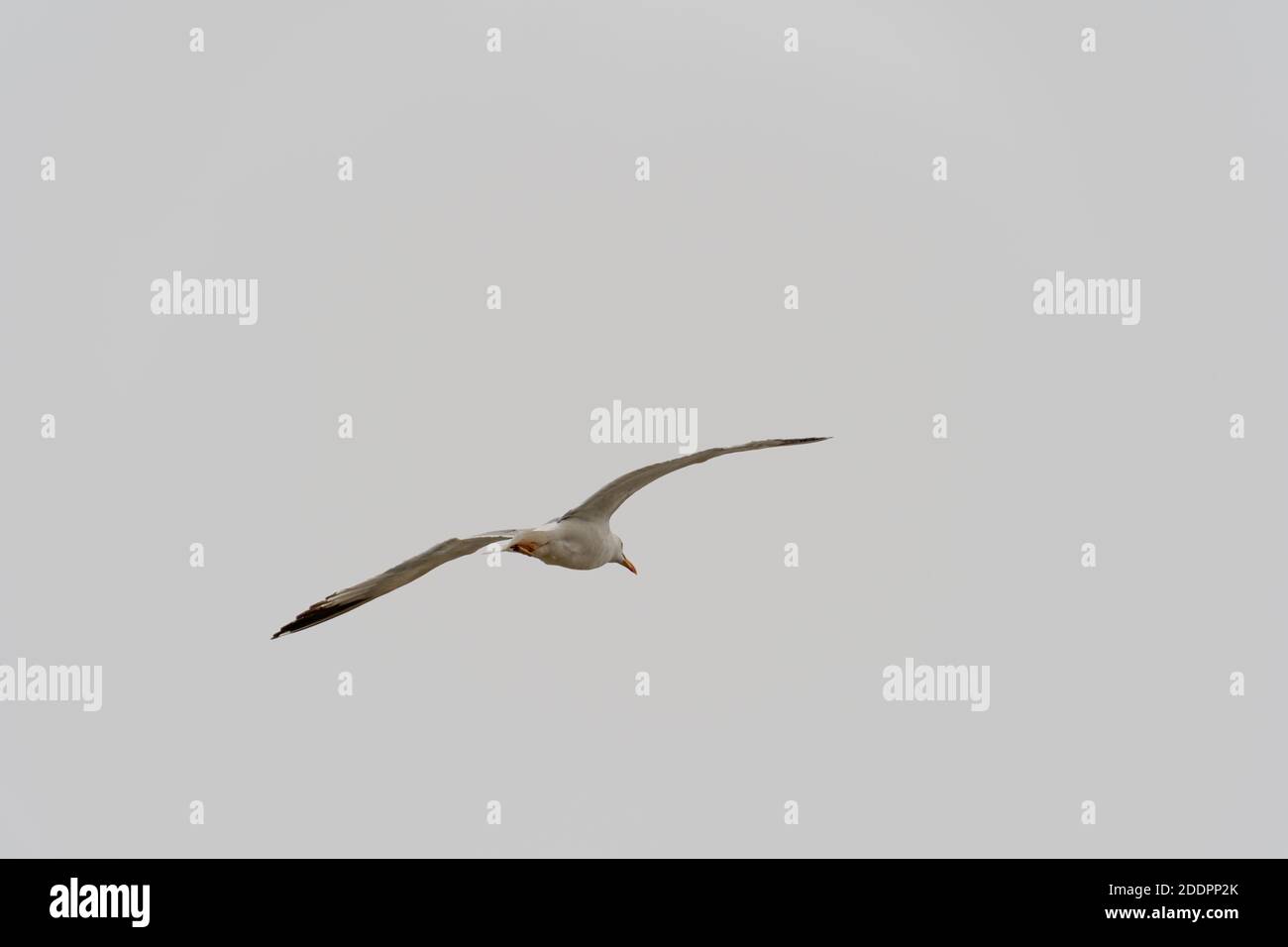 A low angle shot of a flying seagull Stock Photo - Alamy