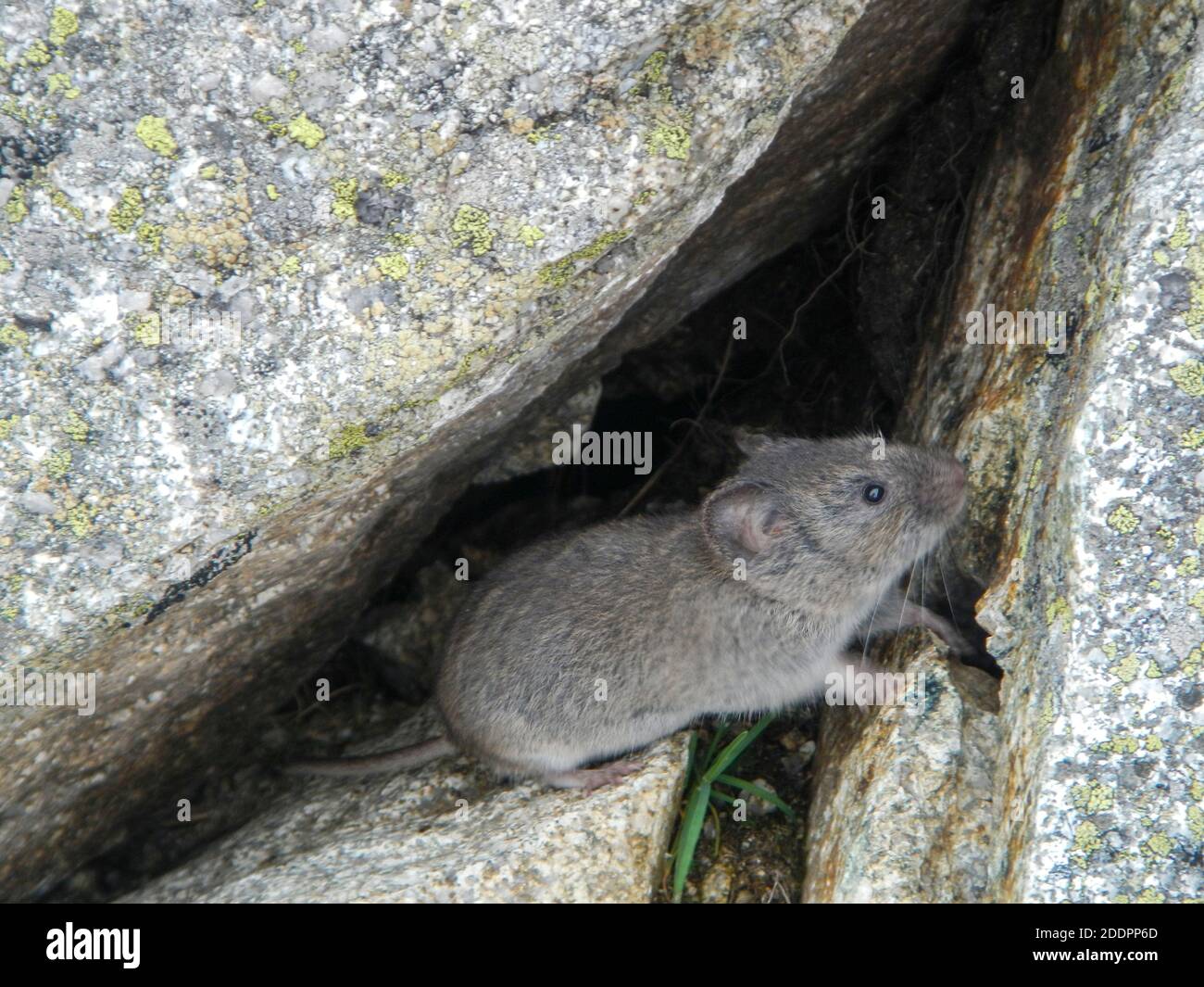 Field mouse burrow hi-res stock photography and images - Alamy