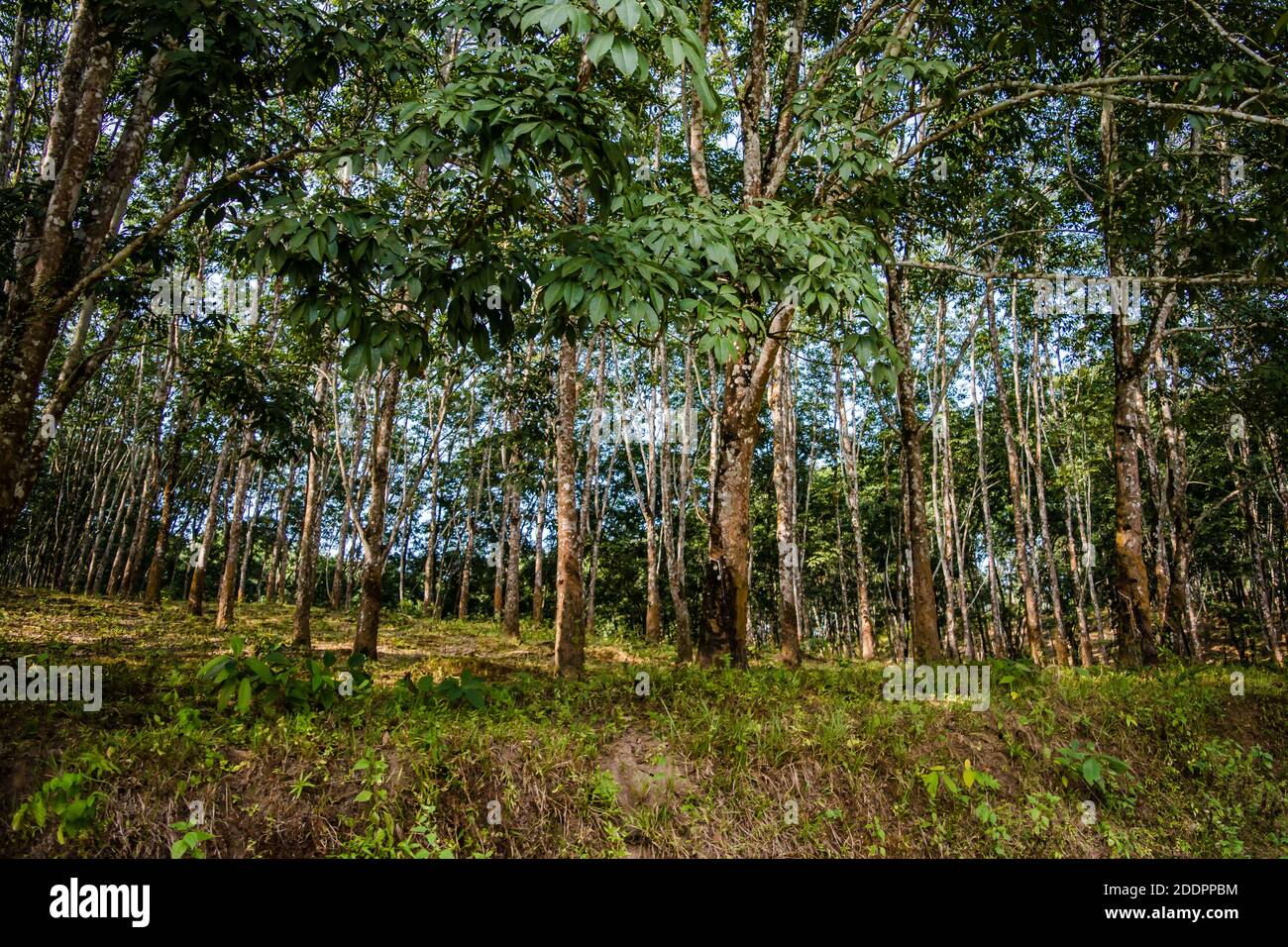 Landscape of mountains, tree and fog in the Sunrise time at Kaziranga ...