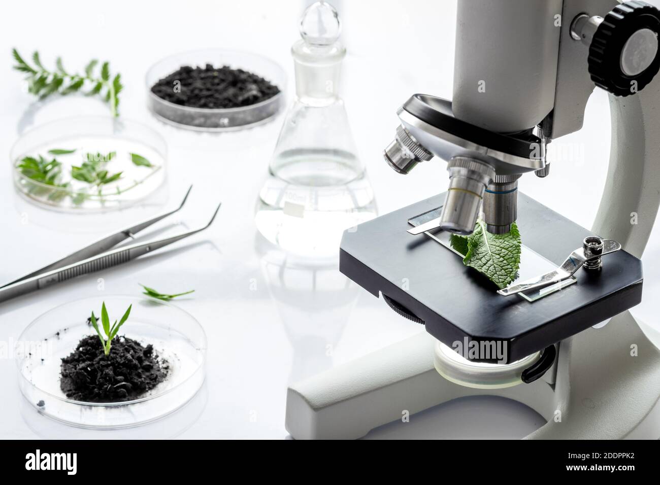Testing plants and soil in biological laboratory Stock Photo - Alamy
