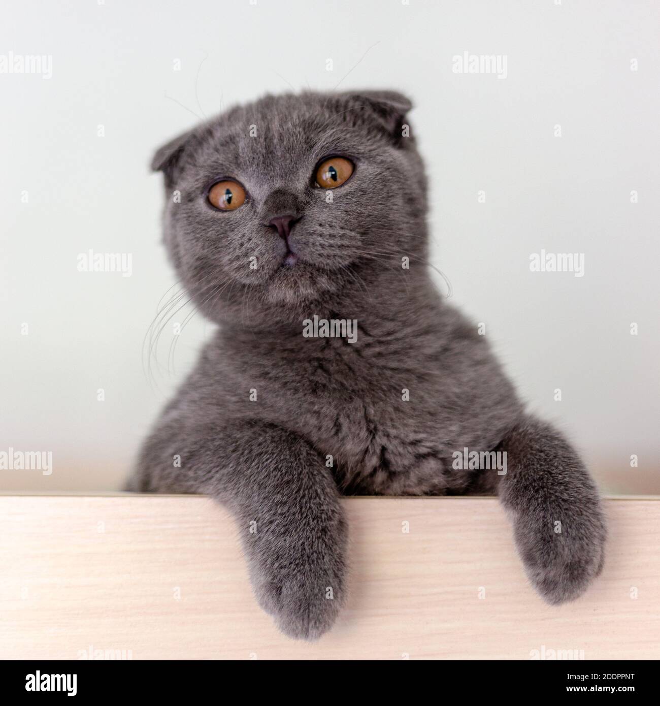 Scottish fold gray cat with fluffy paws Stock Photo - Alamy